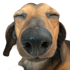 QQ dooooog - LINE スタンプ | LINE STORE