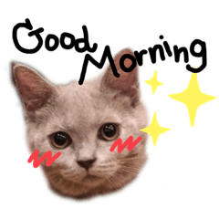 Garrett the cat – LINE stickers | LINE STORE