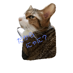 pretty cat lei - Stiker LINE | LINE STORE