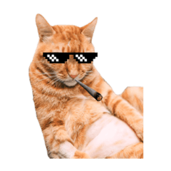 Orange cat memes (Tree) 1 – LINE貼圖 | LINE STORE