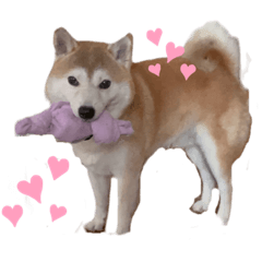 Akubi_asami_20211031110533 - Stiker LINE | LINE STORE