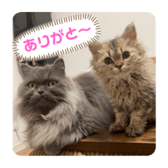 bebe creator_20211104031944 – LINE stickers | LINE STORE