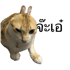 Narm ja_20211105010556 – LINE stickers | LINE STORE