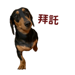 Tracy Mei_20211106111621 – LINE stickers | LINE STORE