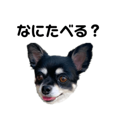 micho_20211109134327 – LINE 스티커 | LINE STORE