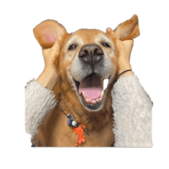 SHION_20211113004211 – LINE stickers | LINE STORE