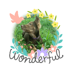 Panja_20211112151320 – LINE stickers | LINE STORE