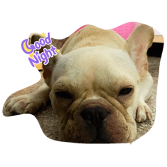 Chok_20211116093415 – LINE stickers | LINE STORE