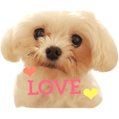 Pet dog Maltese - Stiker LINE | LINE STORE