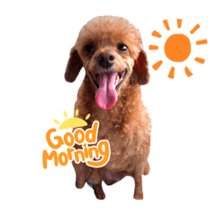 kota_20211120192807 – LINE stickers | LINE STORE