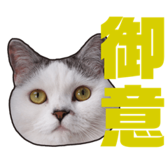 anko_cat_20211121160238 – LINE stickers | LINE STORE