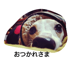 Beru story – Stickers LINE | LINE STORE