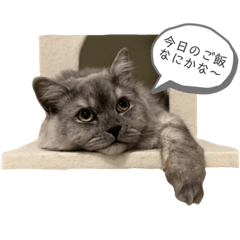 Maru&Chachamaru – LINE stickers | LINE STORE