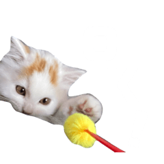 sticker of Coo - Stiker LINE | LINE STORE