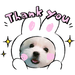 Hey Aibo! – LINE貼圖 | LINE STORE