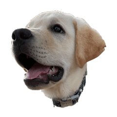 Bravo (Labrador)_20211130223307 – LINE stickers | LINE STORE