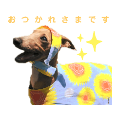 Ohayou Bisky! – LINE stickers | LINE STORE