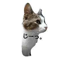 ANI_cat – LINE stickers | LINE STORE