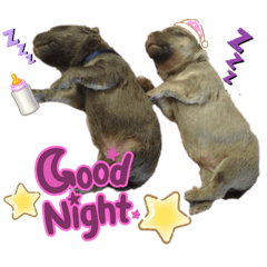 CHESSIE STAMP vol.1 – Stickers LINE | LINE STORE