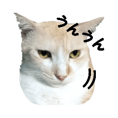 love shippo - Stiker LINE | LINE STORE