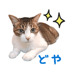 Kotaro sometimes Kuro – LINE stickers | LINE STORE