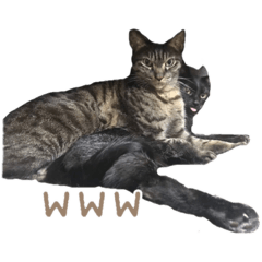 momo_20220107170951 - Stiker LINE | LINE STORE