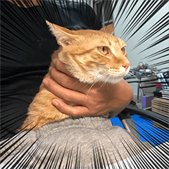 Gao Kao Iao is a cat. – LINE stickers | LINE STORE