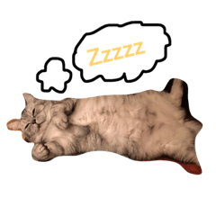 Jia Jia cat - LINE スタンプ | LINE STORE