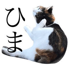 inemuri_20220118235919 – LINE 스티커 | LINE STORE