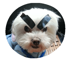 my cute dog dodo – LINE stickers | LINE STORE