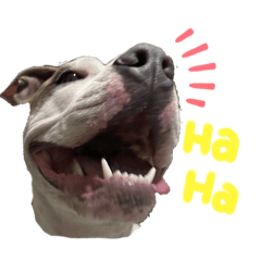 Lari the Fake Pitbull – LINE stickers | LINE STORE
