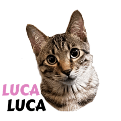 LUCA MAMA_20220121024941 – LINE stickers | LINE STORE