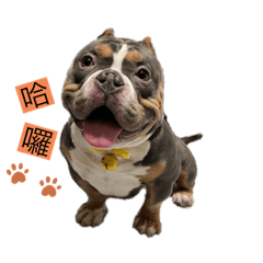 Enyu hsu_20220122214046 – สติกเกอร์ LINE | LINE STORE