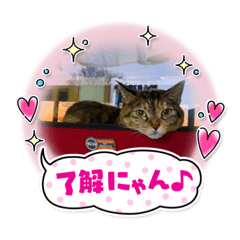 nandon_20220123190802 – สติกเกอร์ LINE | LINE STORE