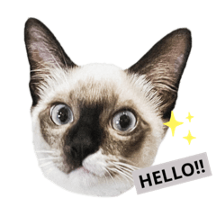 Weird Cats - Dirty & Crema – LINE stickers | LINE STORE