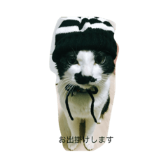 Hachiware cat – LINE stickers | LINE STORE