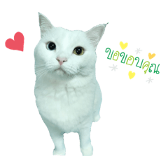 ugly cat.._20220201093408 – LINE stickers | LINE STORE