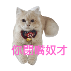 bbbb~Cat - LINE スタンプ | LINE STORE