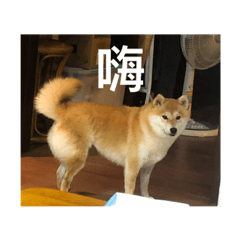 JNnnn_20220212150821 – LINE stickers | LINE STORE