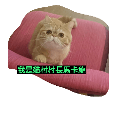 hola cats kindergarten – LINE stickers | LINE STORE