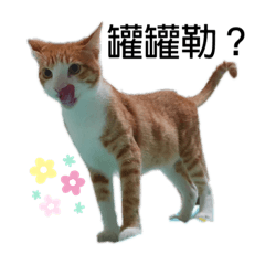 I am a cat ooo – LINE stickers | LINE STORE