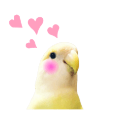 Pi-chan LINE stamp – LINE stickers | LINE STORE