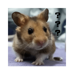 chen shi yu_20220301140124 - LINE スタンプ | LINE STORE