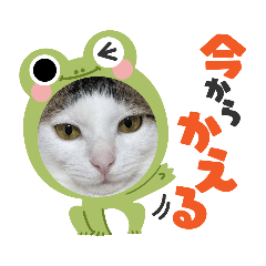 Patsu_20220302130911 – LINE stickers | LINE STORE
