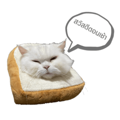 Begon is white cat – LINE stickers | LINE STORE