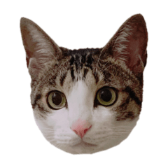 Kula cat – LINE貼圖 | LINE STORE