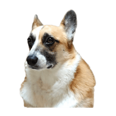 candychan_20220310213051 – สติกเกอร์ LINE | LINE STORE