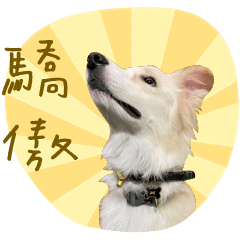 QuBi Border Collie – LINE stickers | LINE STORE