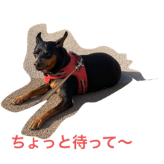 shu_dog+cats is say... – LINE stickers | LINE STORE