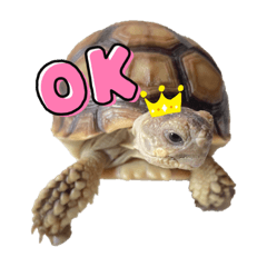 Golden spoon the tortoise – LINE stickers | LINE STORE